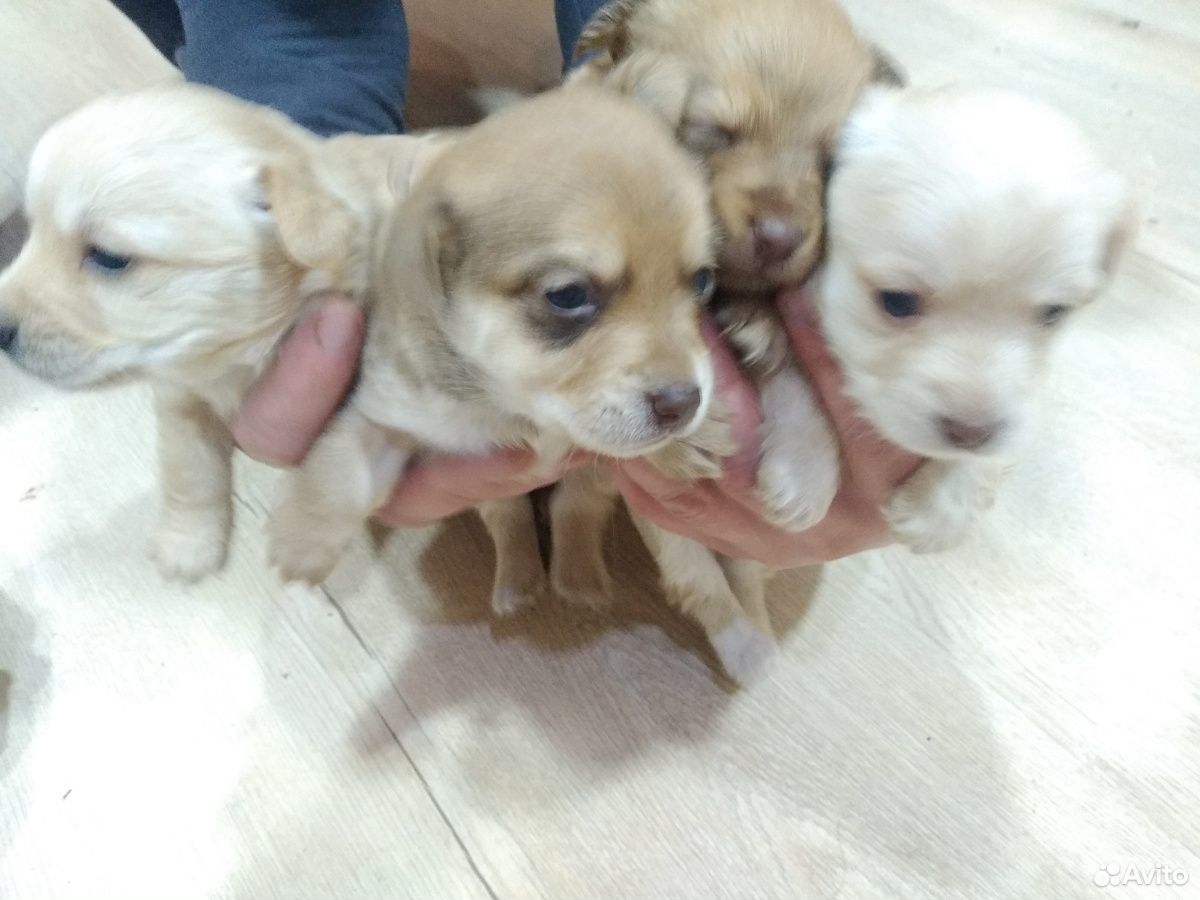 Щенки от маленькой собачки