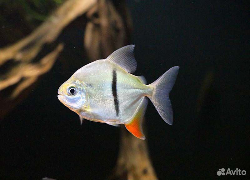 Милеус шомбурка