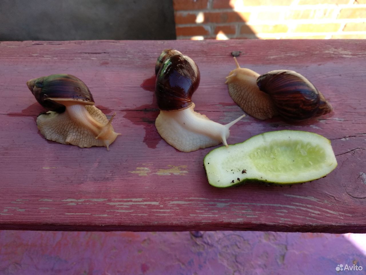Отдам улиток Ахатин