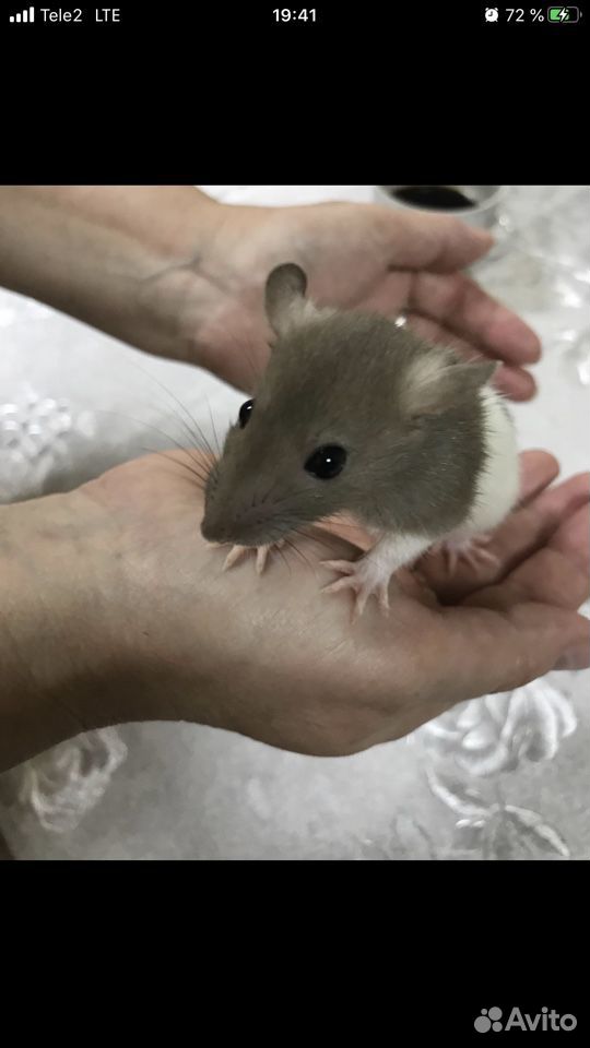Крыски дамбо