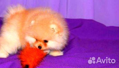 Шпицы Рыжие