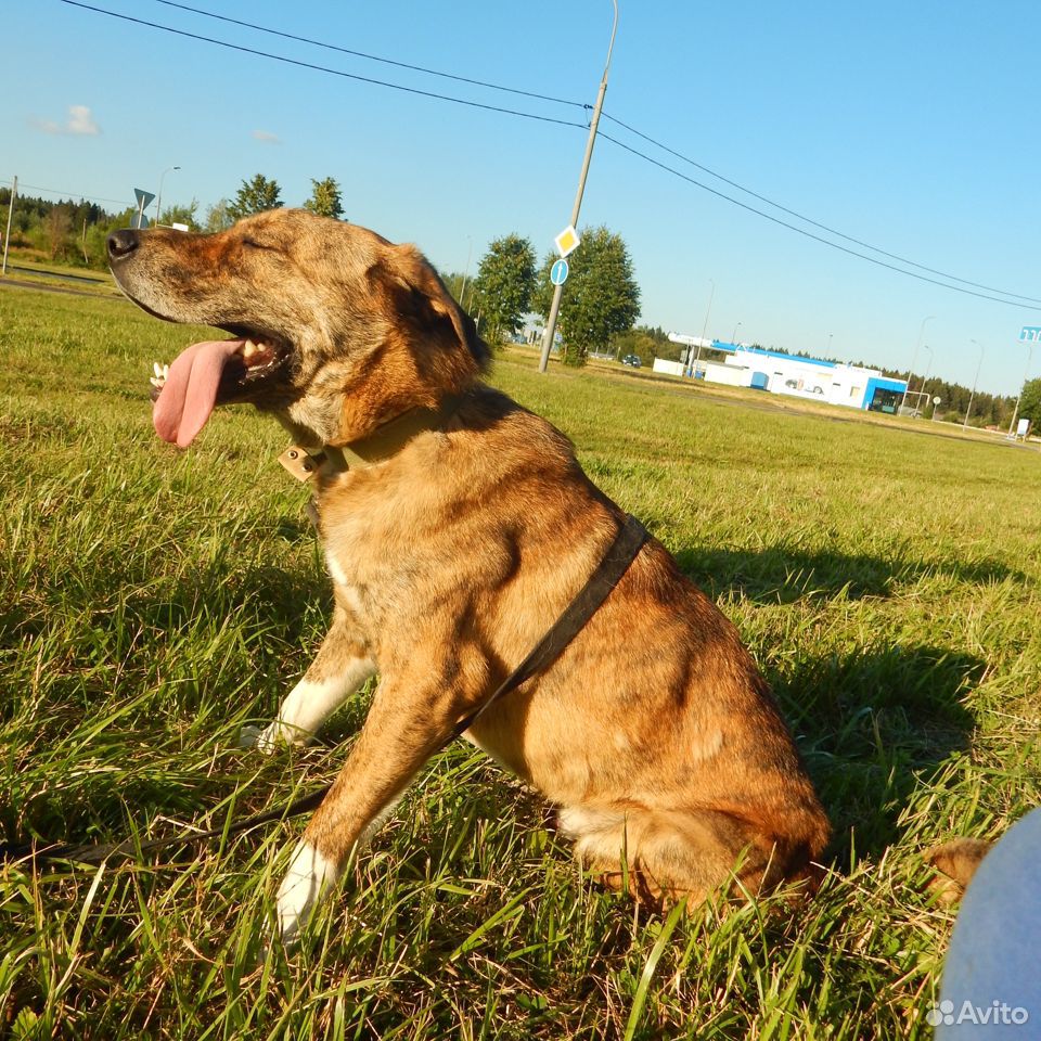 Собака Боня