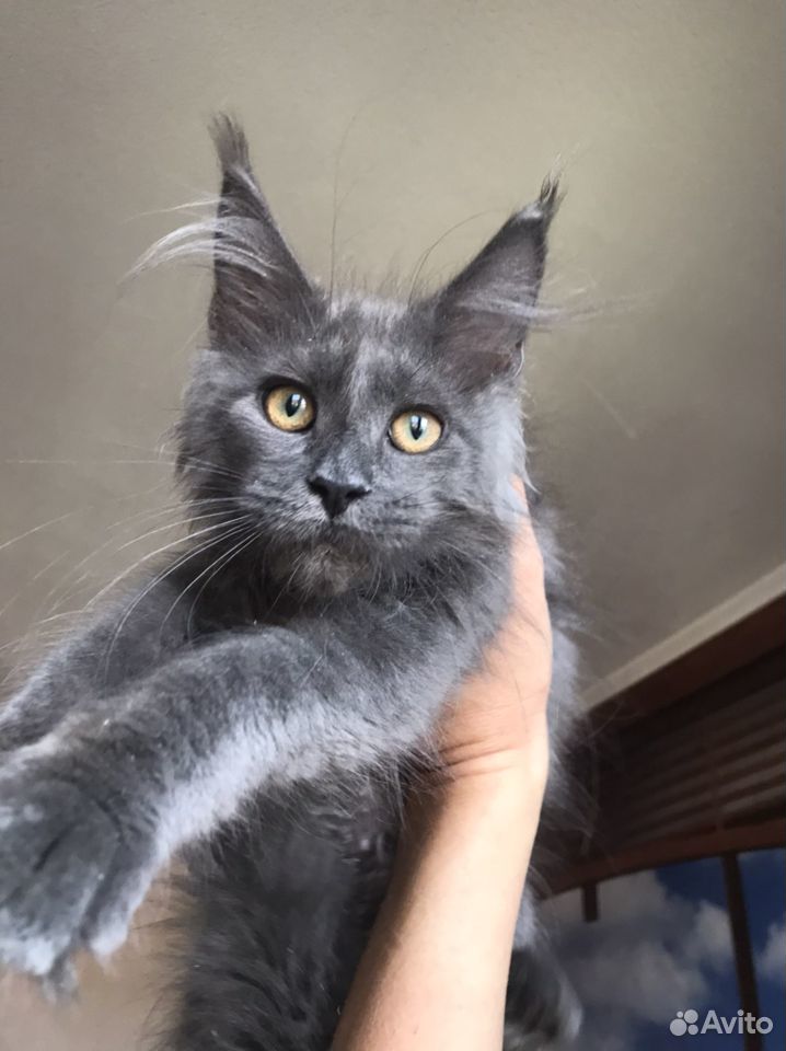 Голубая мечта :) дымная