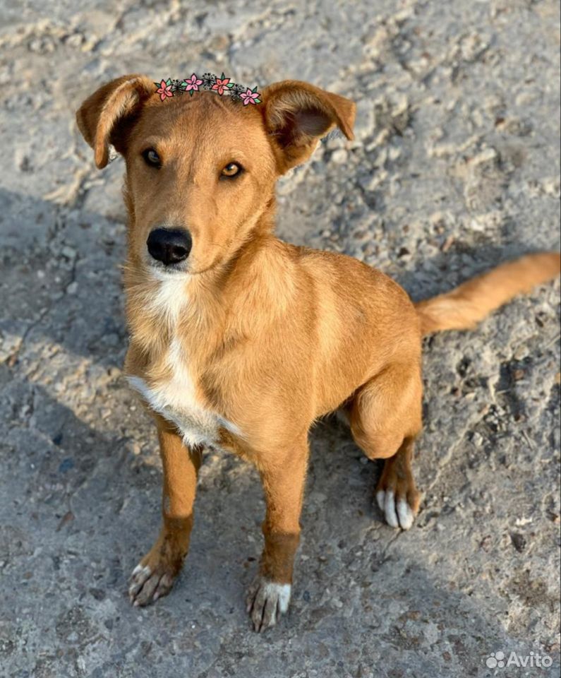 Трогательная Бемби ждёт настоящую семью