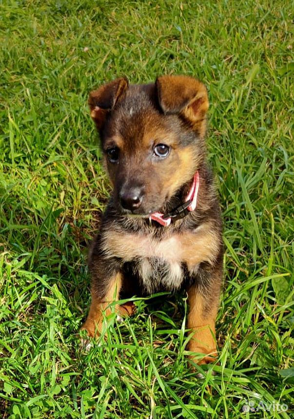 Малышка Джессика ищет дом