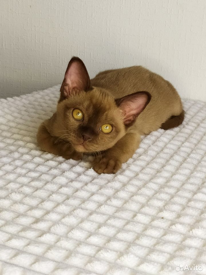 Бурманские Девочки