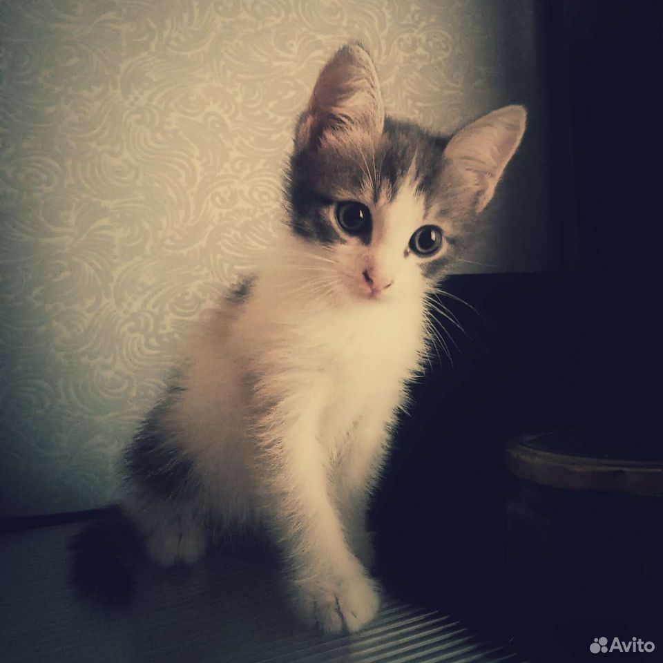 Котёнок девочка