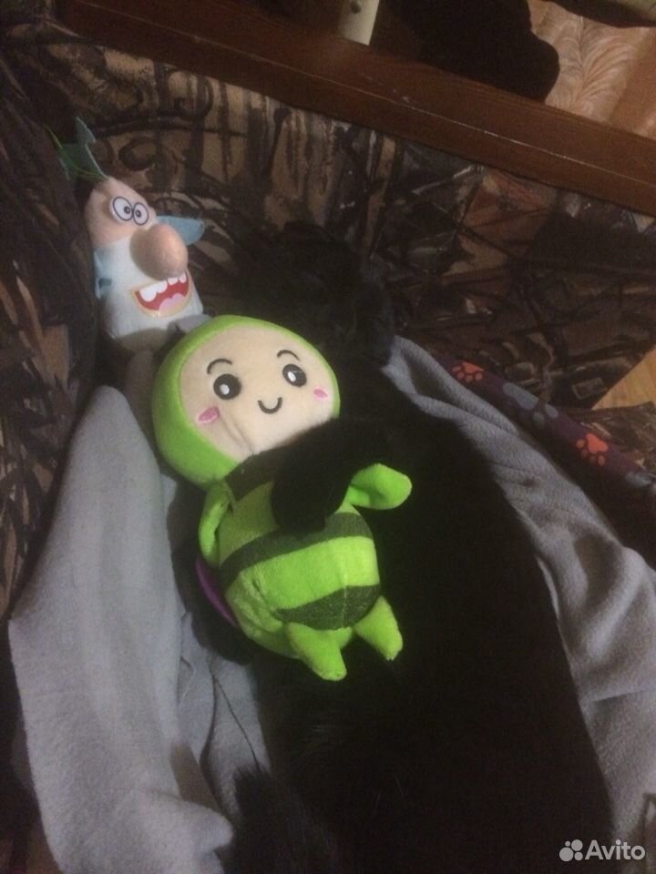Кошка