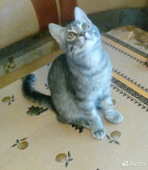 Котик - мышелов 3 месяца ответственным людям