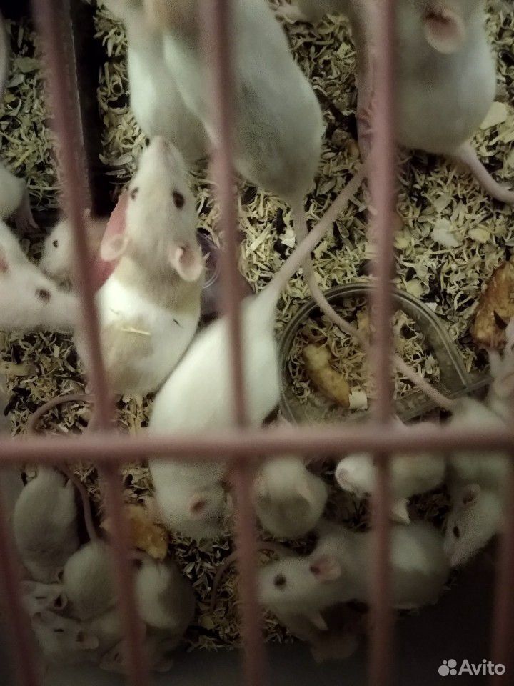 Декоративные крысы Малыши