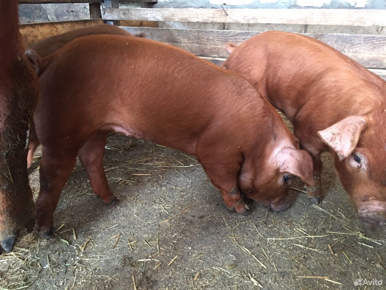 Поросята дюрок