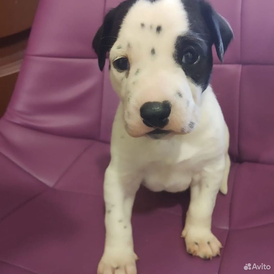 Щенки Стафорда