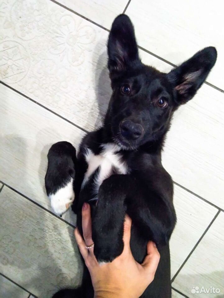 Щенок, девочка Зара, 3.5 месяца