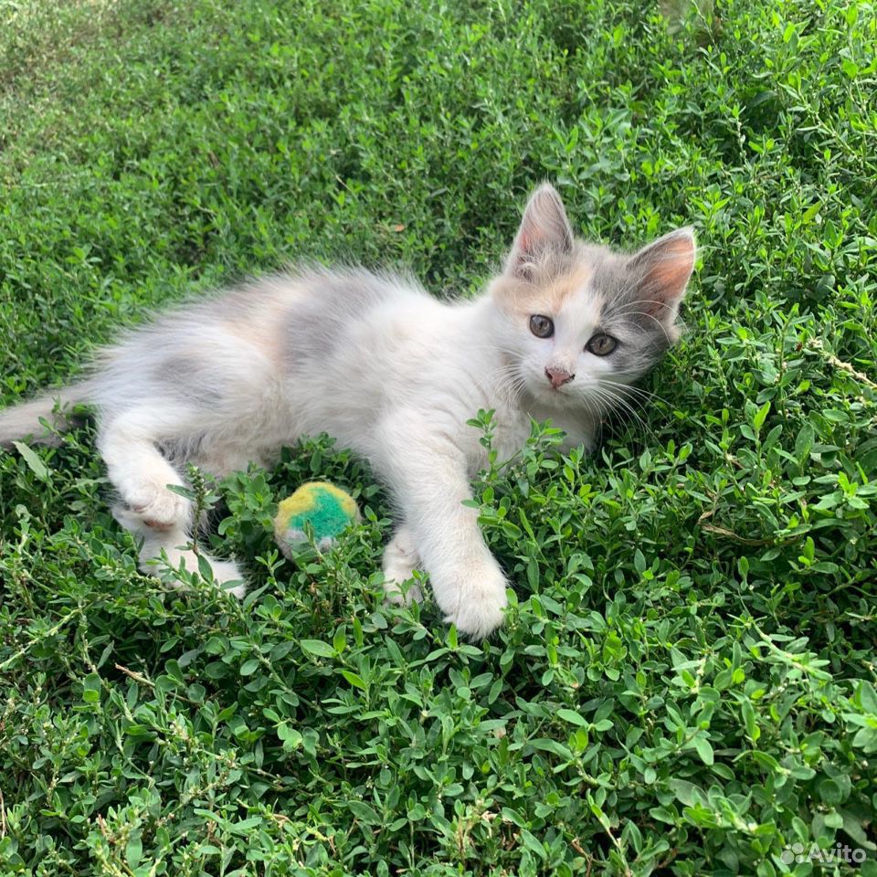 Котёнок (девочка)