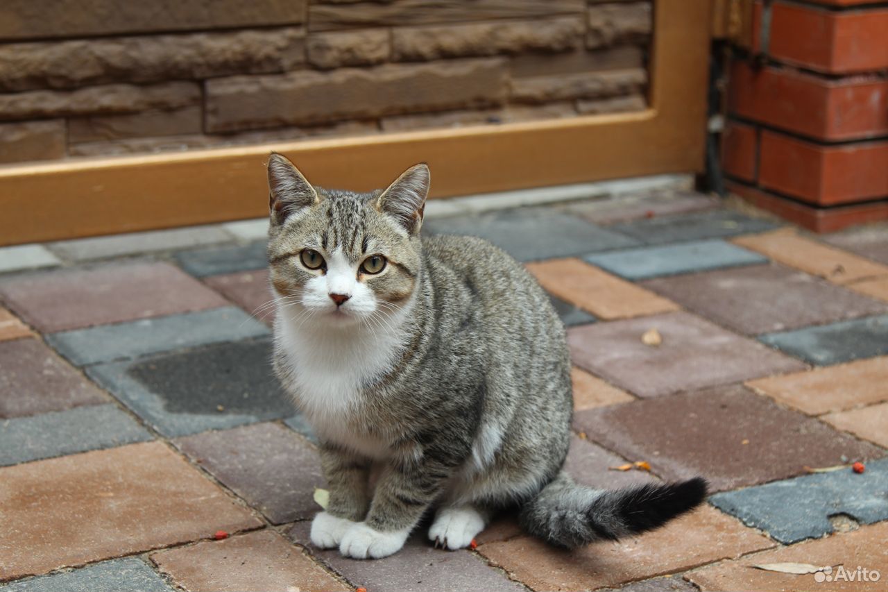 Чудесный котёнок