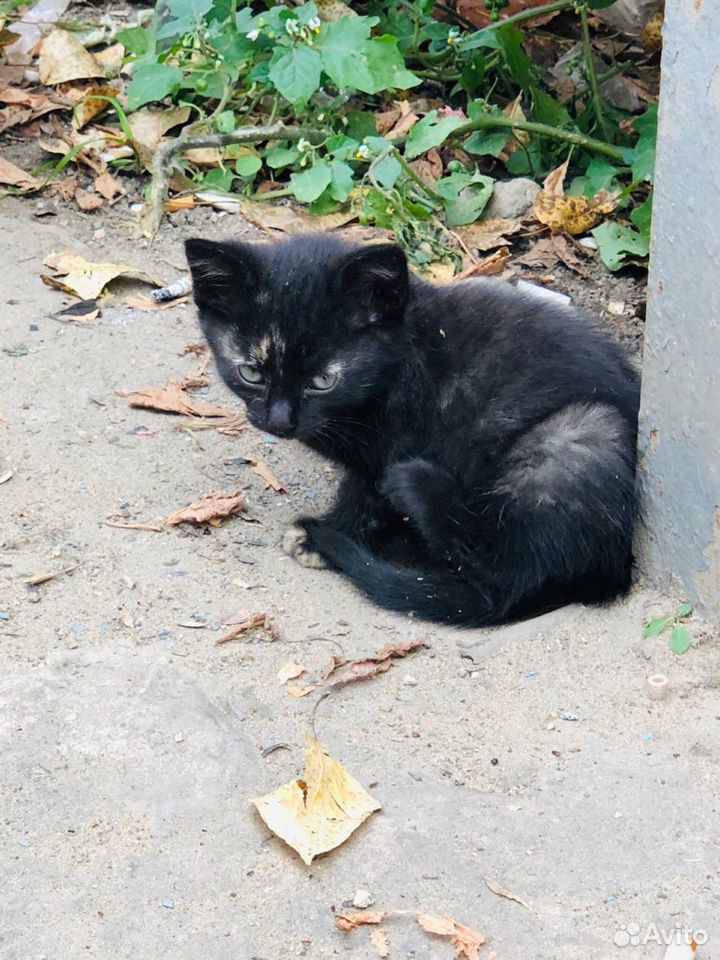 Котенок черепашка девочка