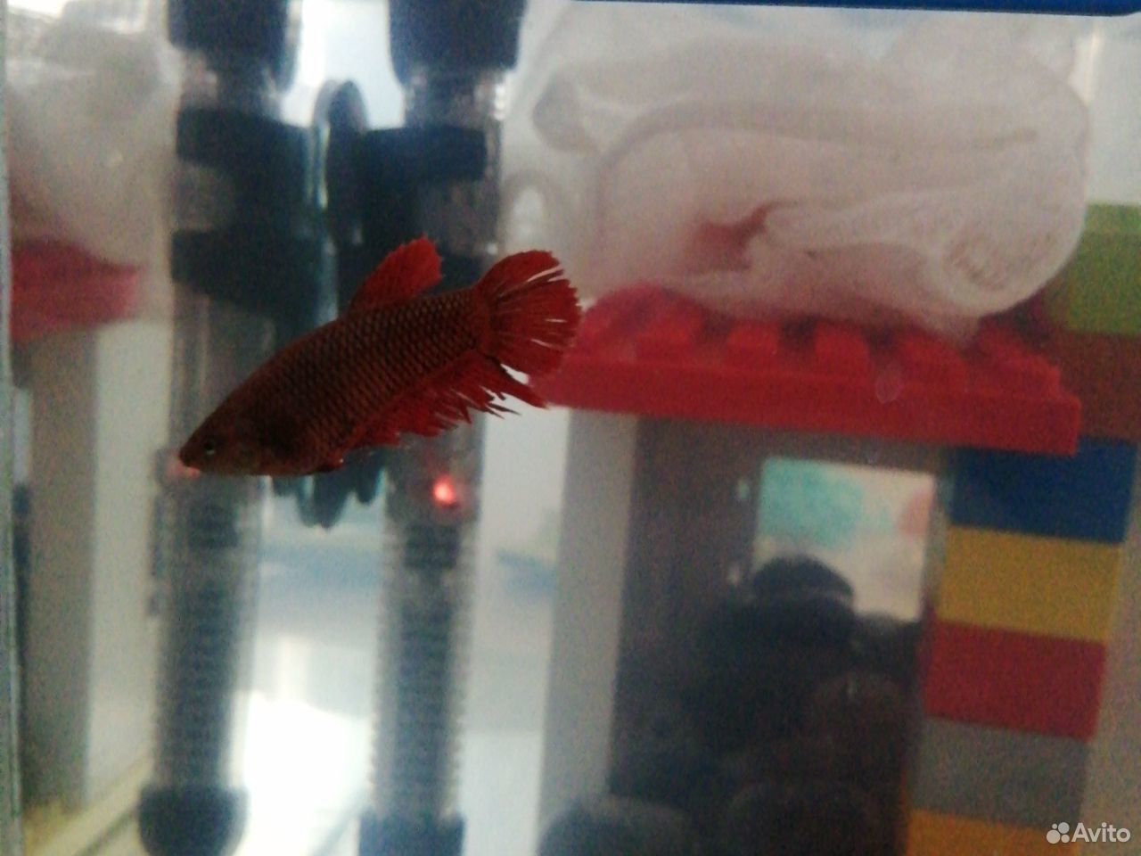 Рыбка петушок