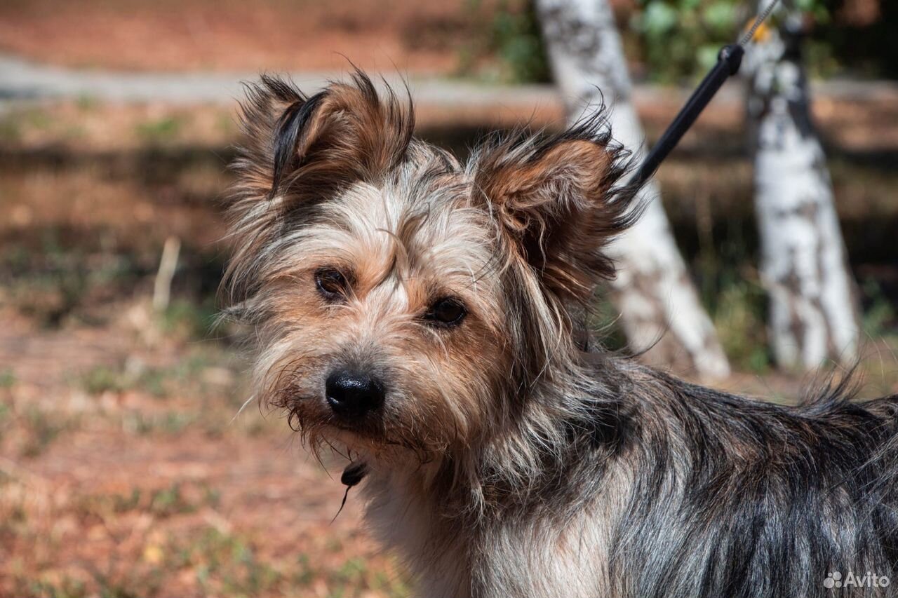 Шикарный Вилли ищет дом