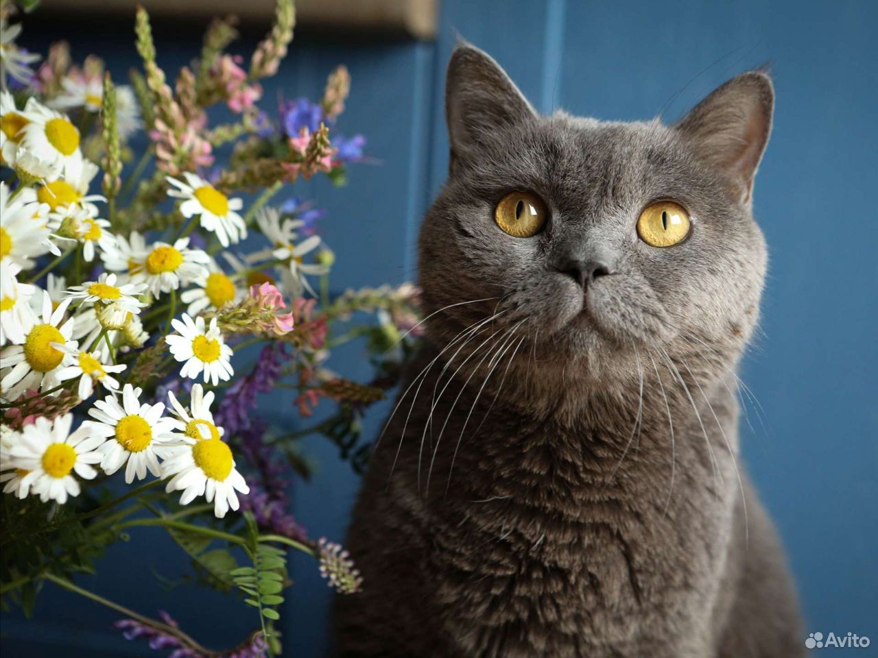 Британский кот Плюша