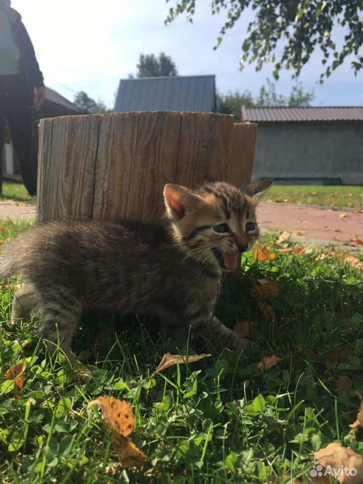 Котята