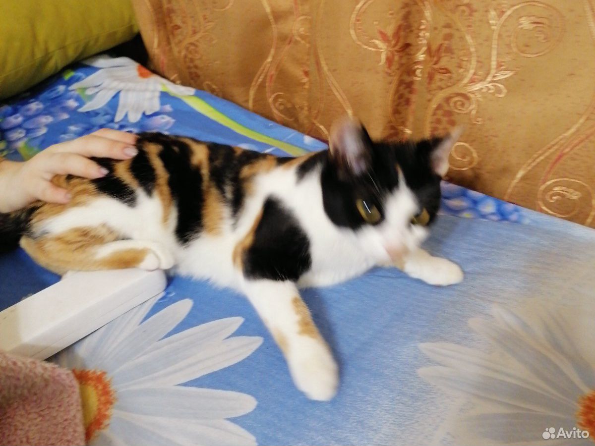 Кошка рыся
