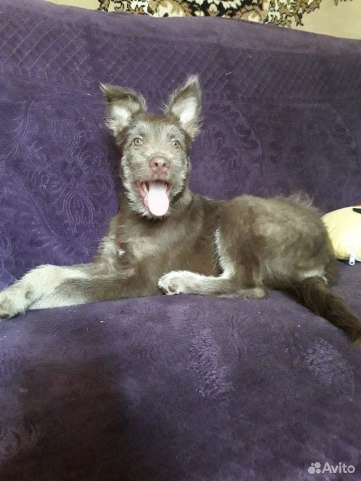 Вольт в поисках дома