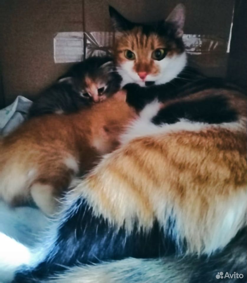 Котята