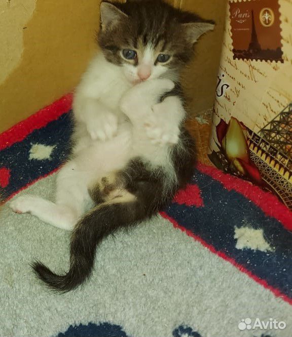 Чудесный котенок 1месяц от домашней кошки