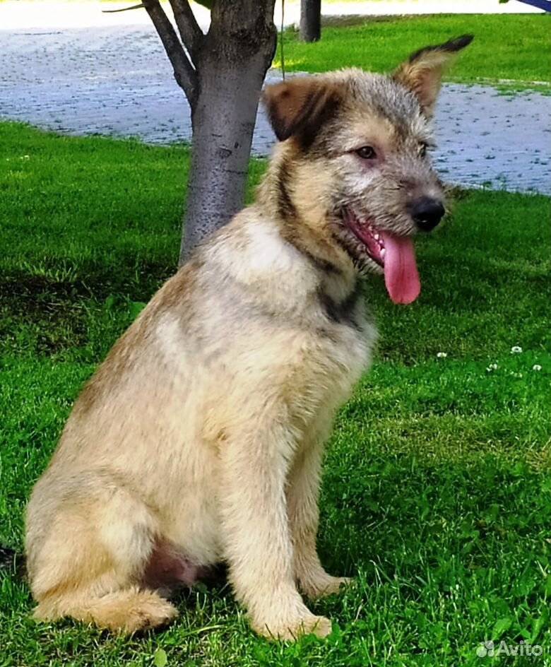 Щенки красавчики *.* в деревню