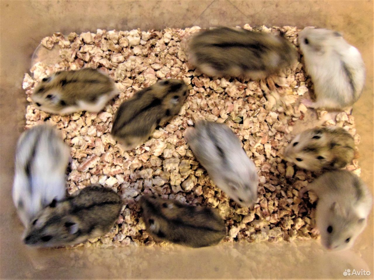 Джунгарские,сирийские, ангорские хомяки - 3 недели