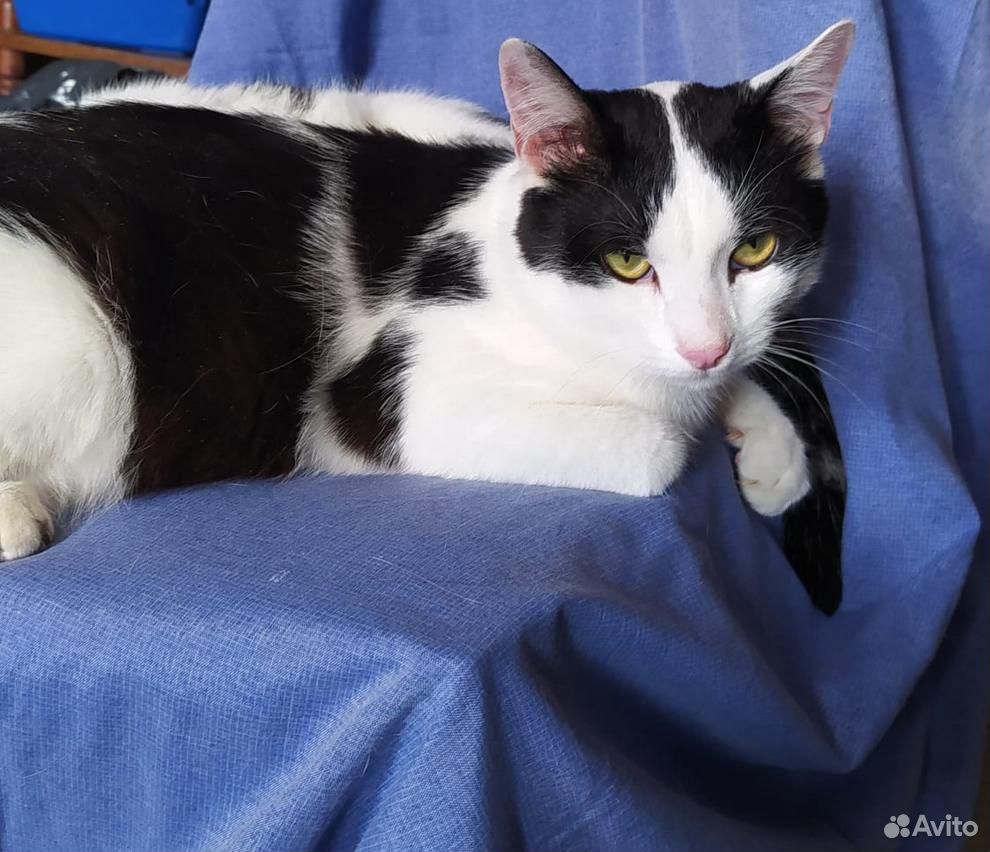 Волшебный кот Кай в поисках чудесного пристройства