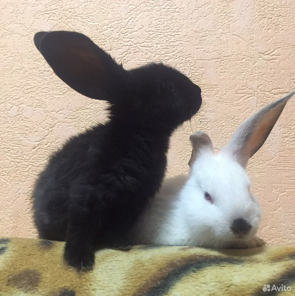 Кролики 2 мальчика