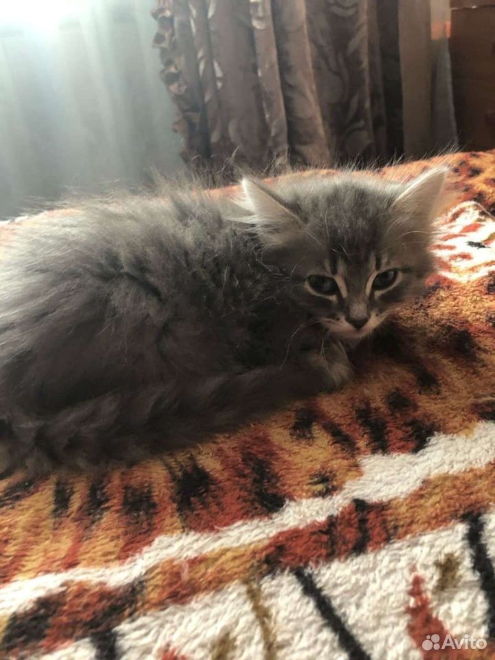 Котенок девочка, 2 месяца