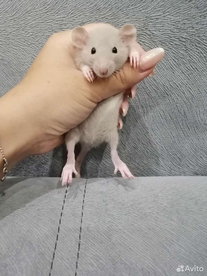 Крыса крыски крысята Дамбо