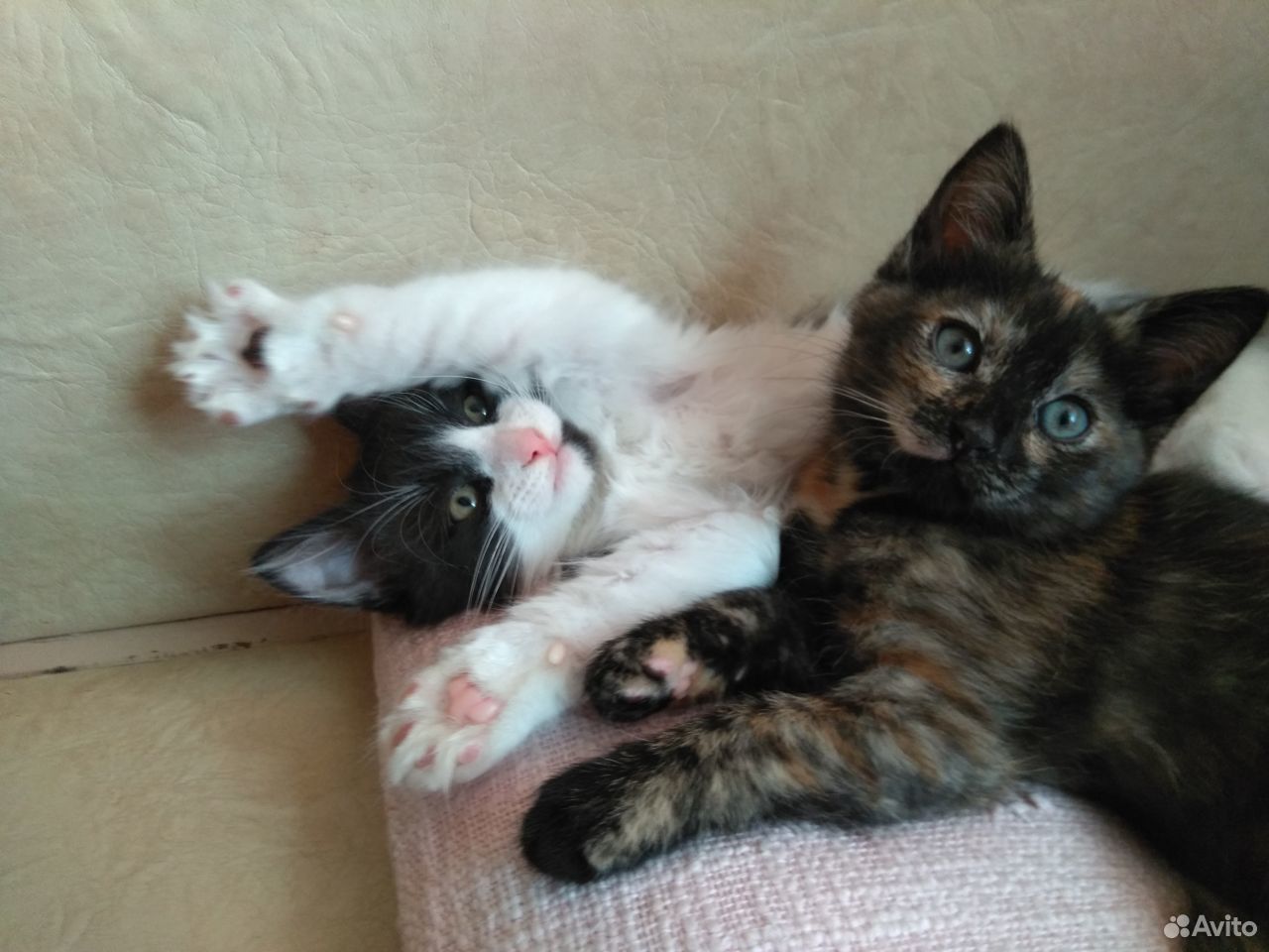 Котята