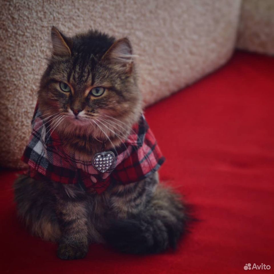 Кот полусибирец очень добрый