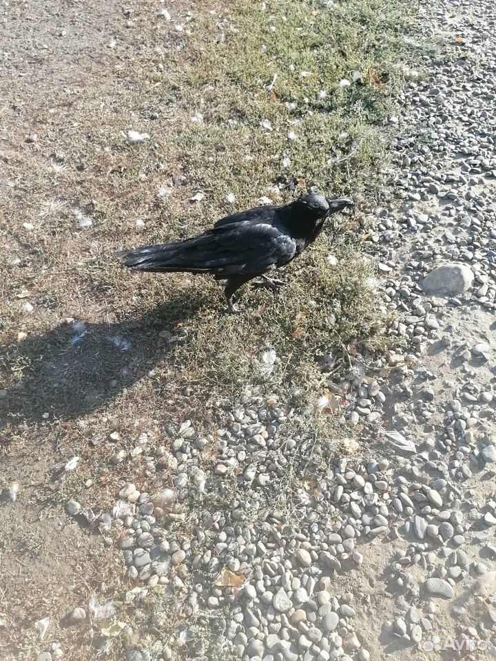 Ворон Карыч. Домашний