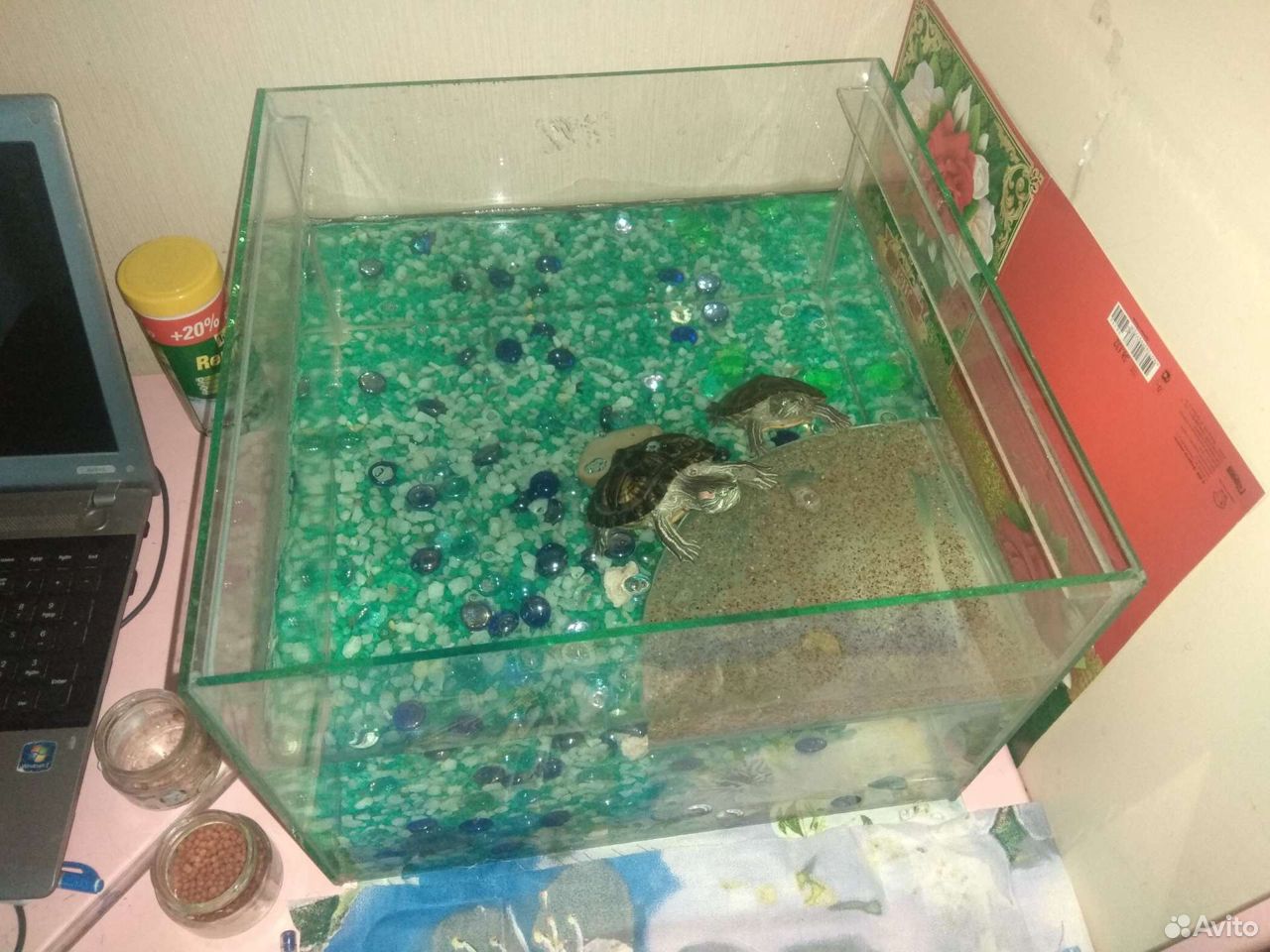 Красноухие черепахи