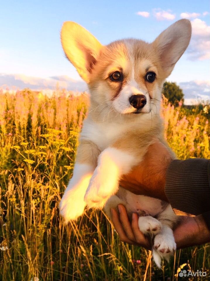 Щенок Вельш Корги Пемброк мальчик