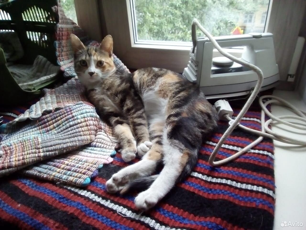 Котенок