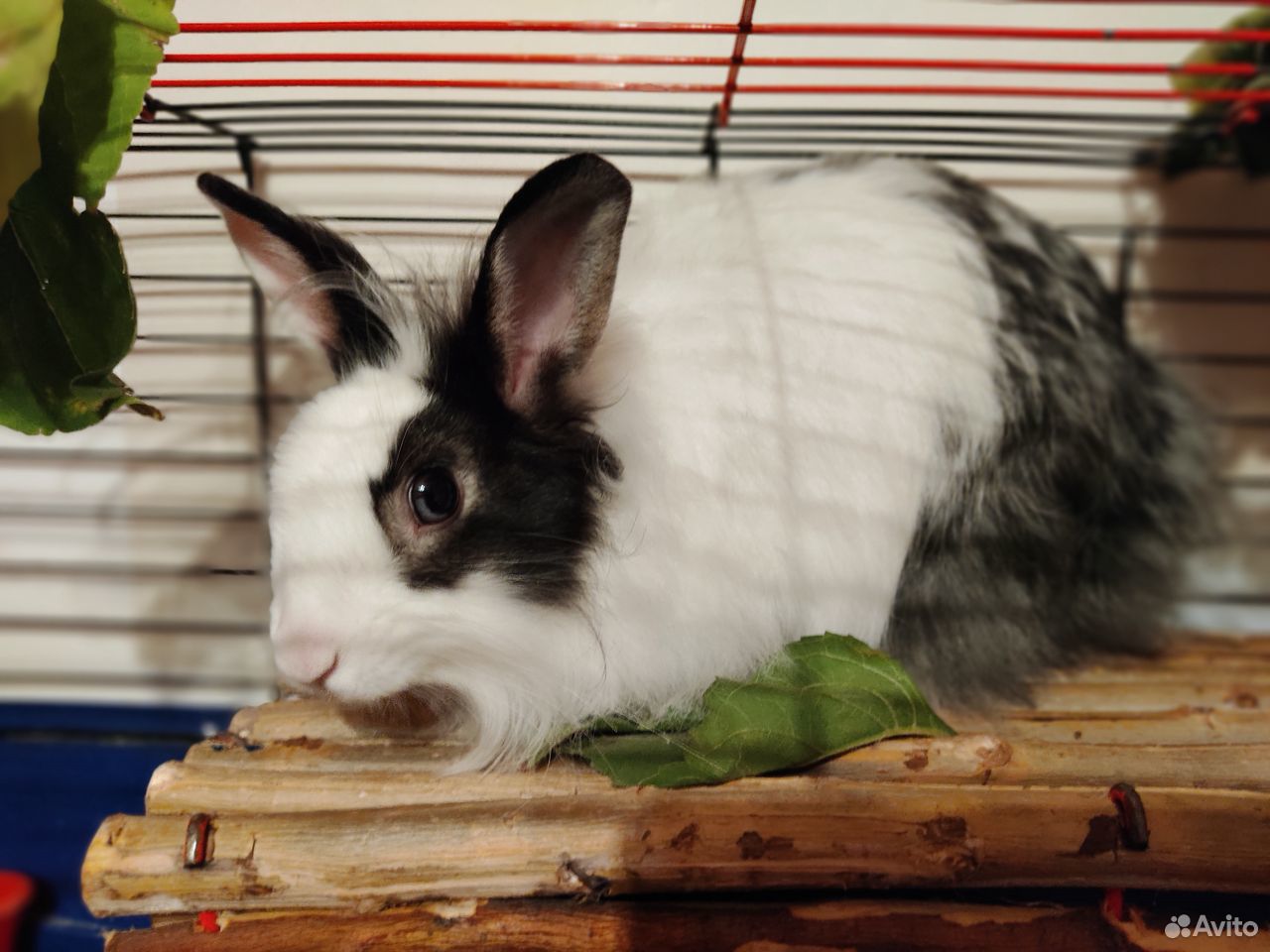 Кролик карликовый пуховый