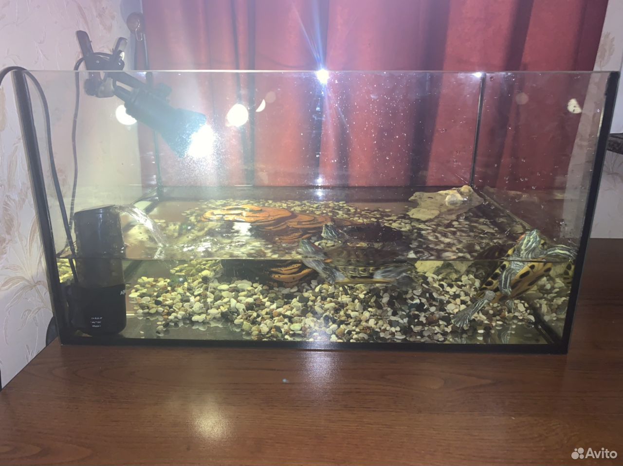 Красноухие черепахи