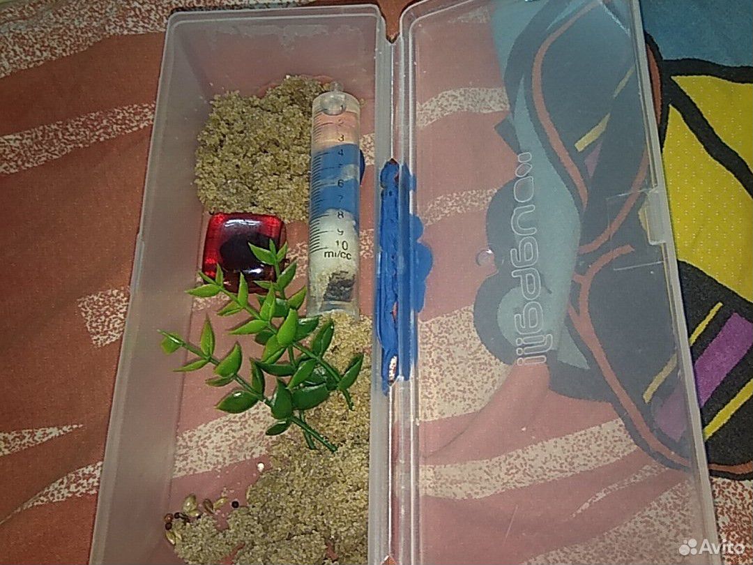 Колония муравьев Lasius niger