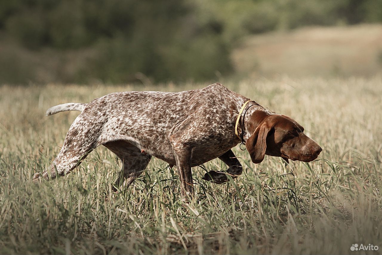 Немецкий курцхаар щенки