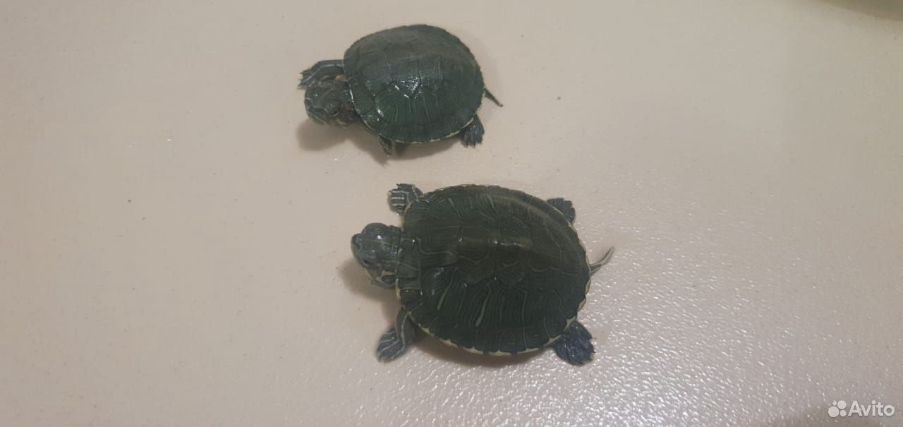 Мускусные черепахи
