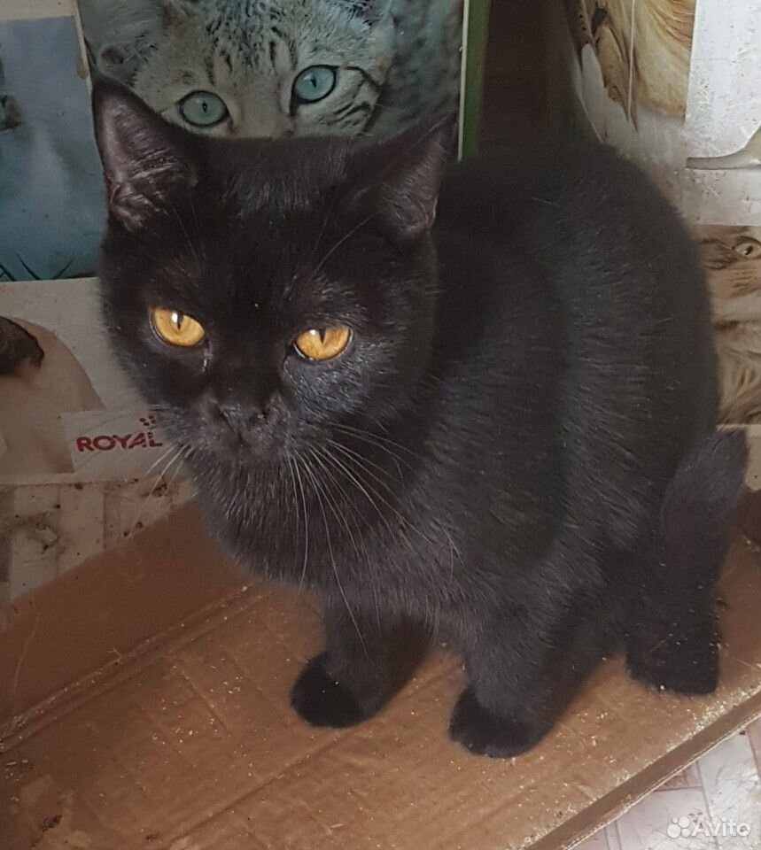 Британская метис возрас 4 мес