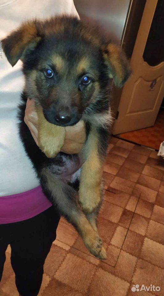 Немецкая овчарка