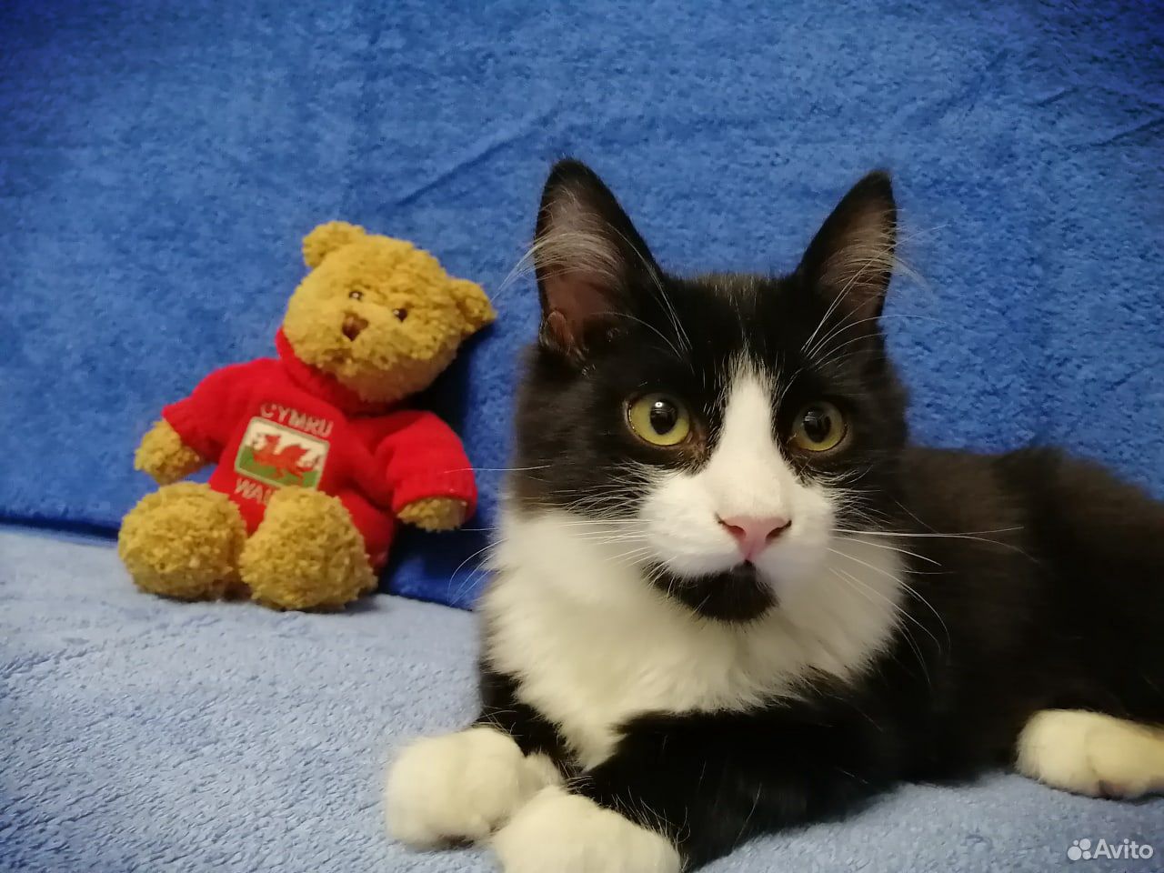 Котенок Василек