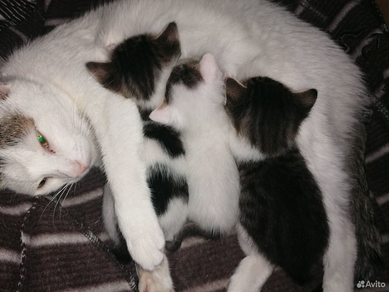 Кошка
