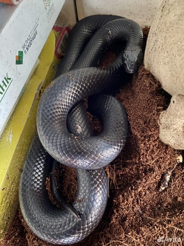 Чёрная мексиканская змея нигрита
